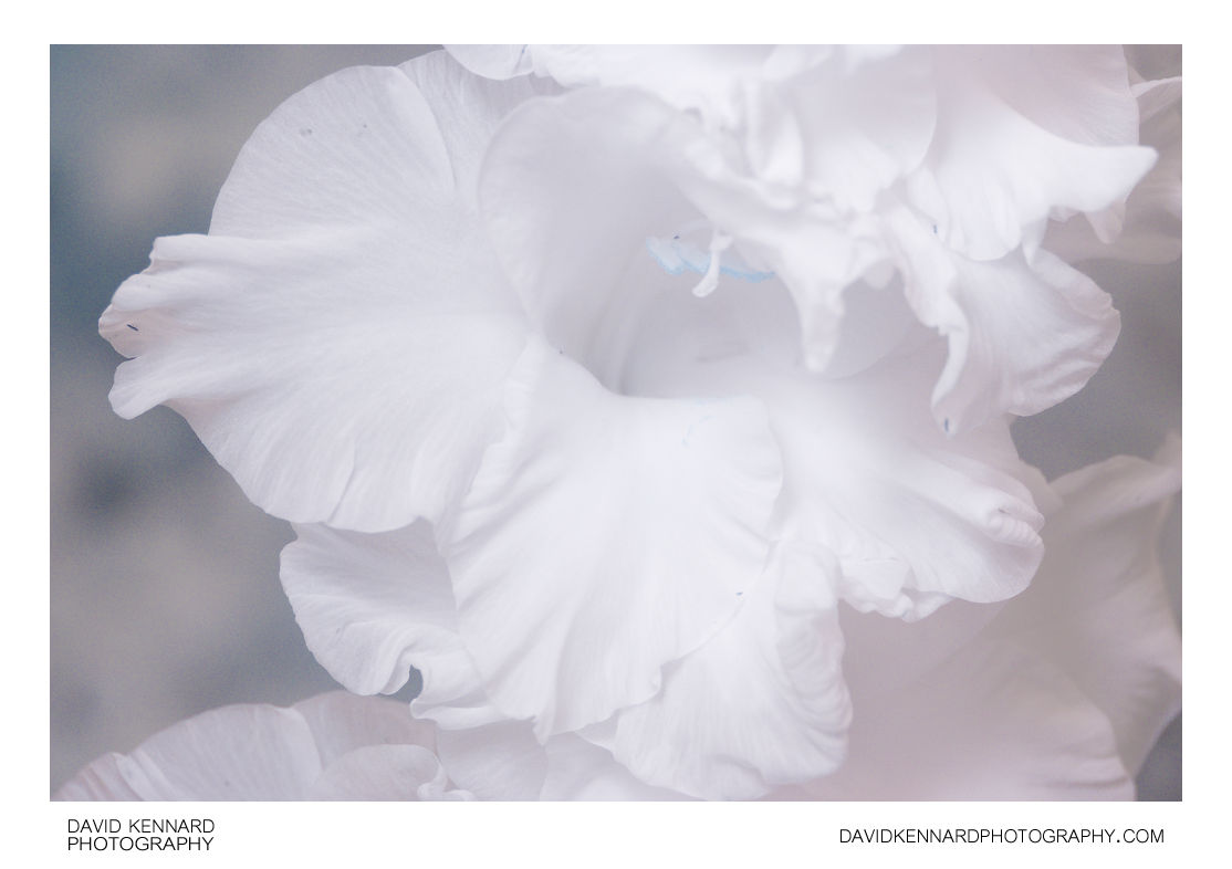 Gladiolus × hortulanus 'Priscilla' flower [IR] · David Kennard Photography